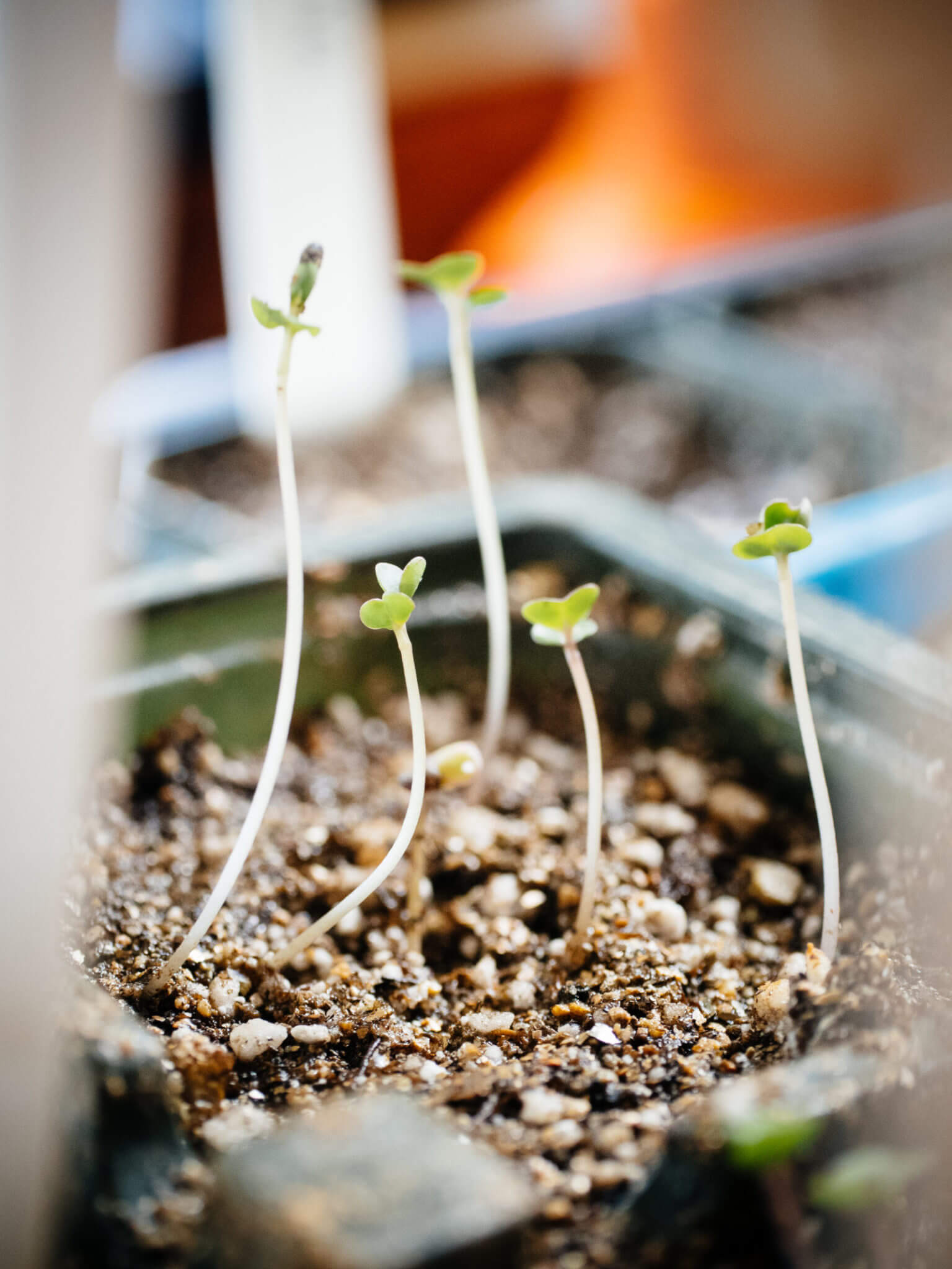 Make the Best Seed Starting Mix for Dirt Cheap (It's Organic Too ...