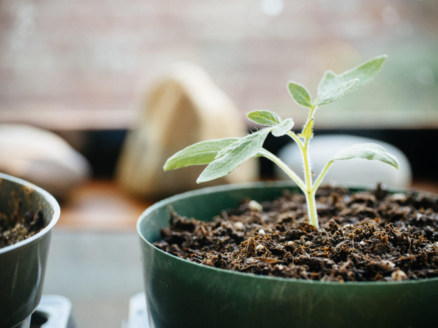 Make the Best Seed Starting Mix for Dirt Cheap (It's Organic Too ...
