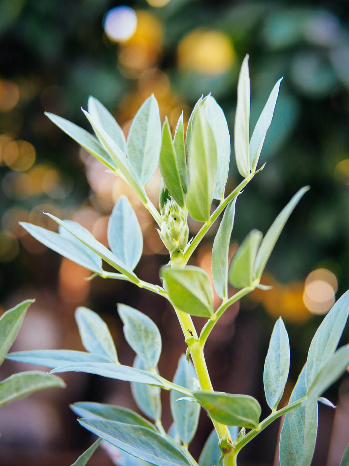 How to Harvest Fava Bean Leaves and Flowers (They’re Edible!) – Garden ...