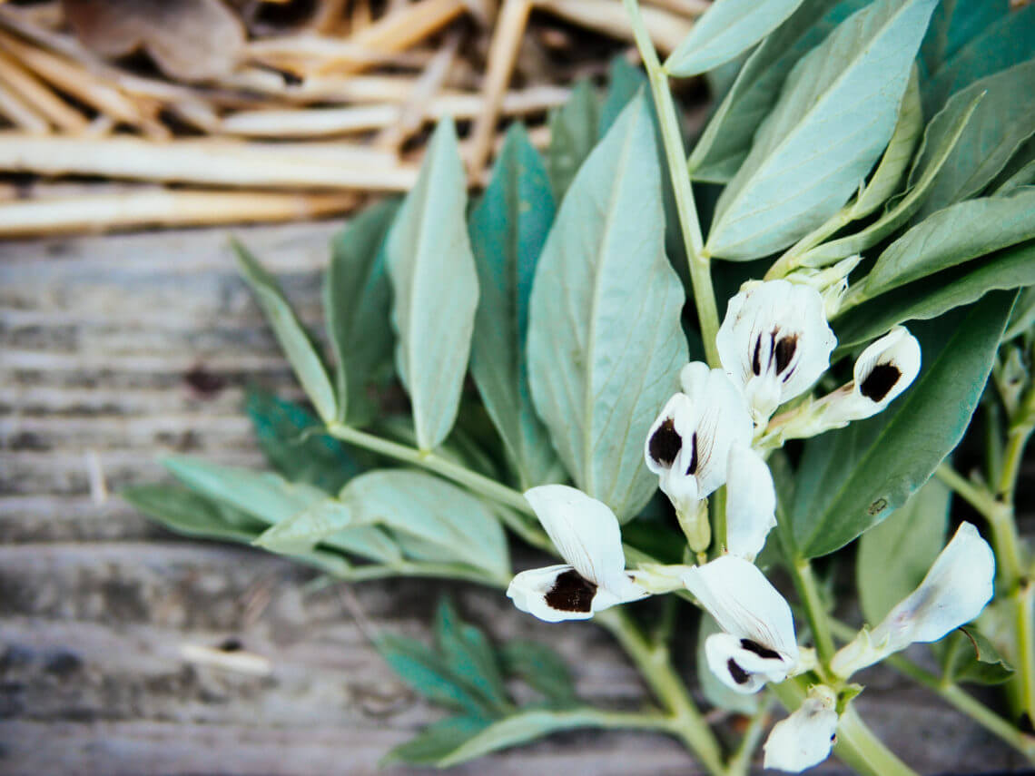How to Harvest Fava Bean Leaves and Flowers (They’re Edible!) – Garden ...