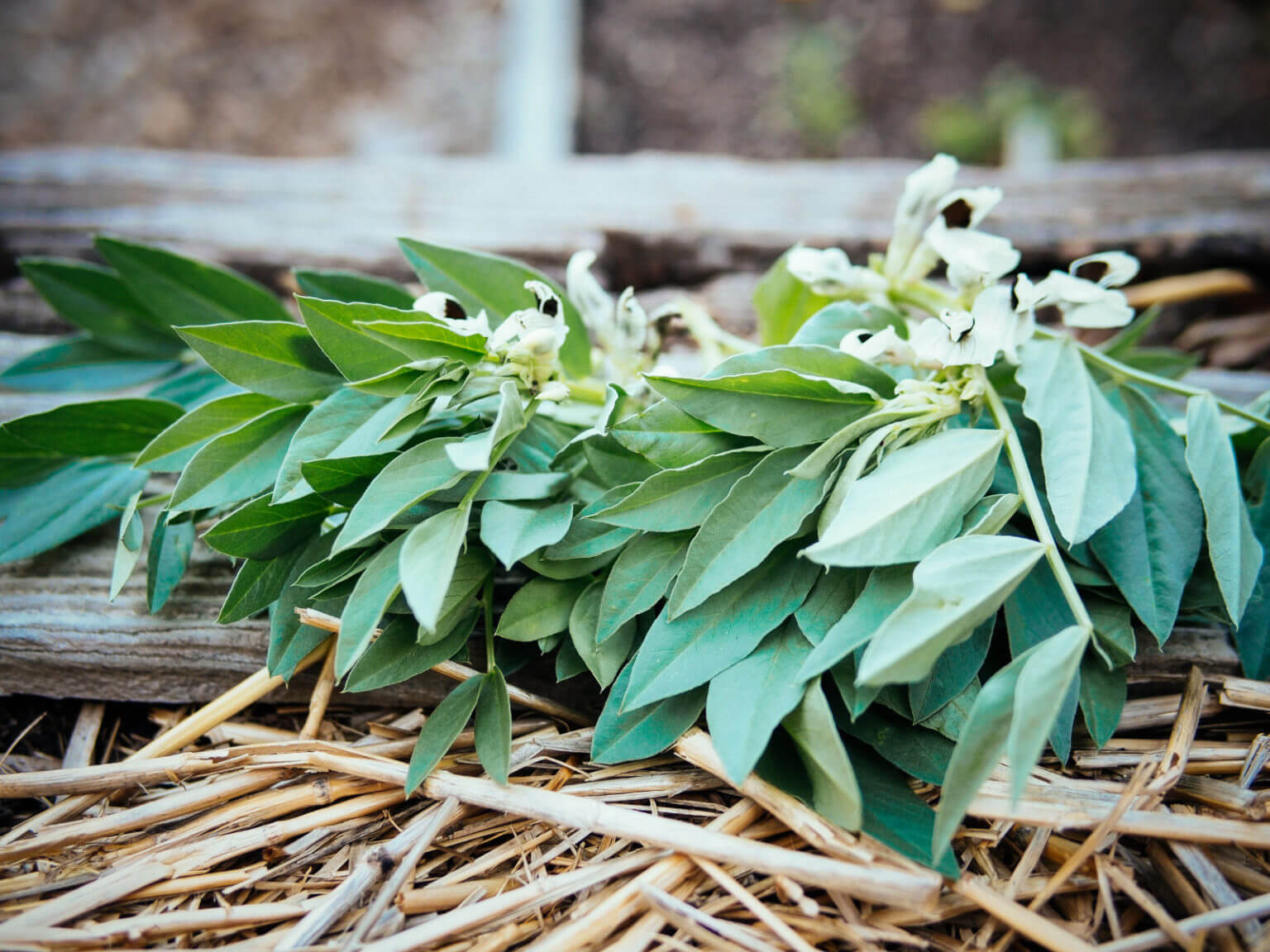How to Harvest Fava Bean Leaves and Flowers (They’re Edible!) – Garden ...