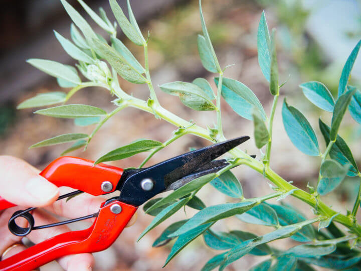 How to Prune, Harvest, and Eat Fava Bean Leaves and Flowers