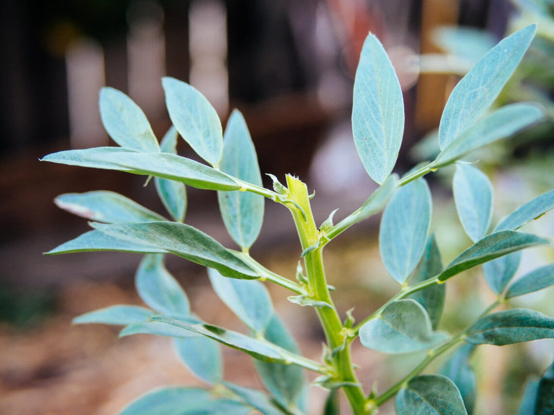 How to Harvest Fava Bean Leaves and Flowers (They’re Edible!) – Garden ...