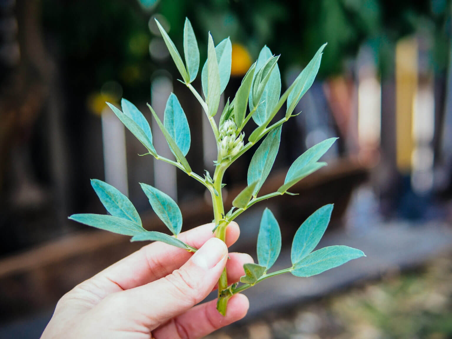 How to Harvest Fava Bean Leaves and Flowers (They’re Edible!) – Garden ...
