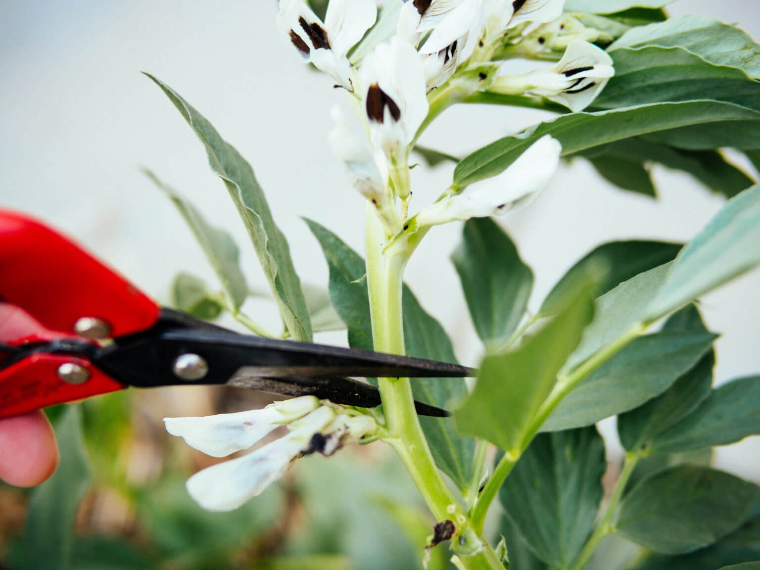 How to Harvest Fava Bean Leaves and Flowers (They’re Edible!) – Garden ...