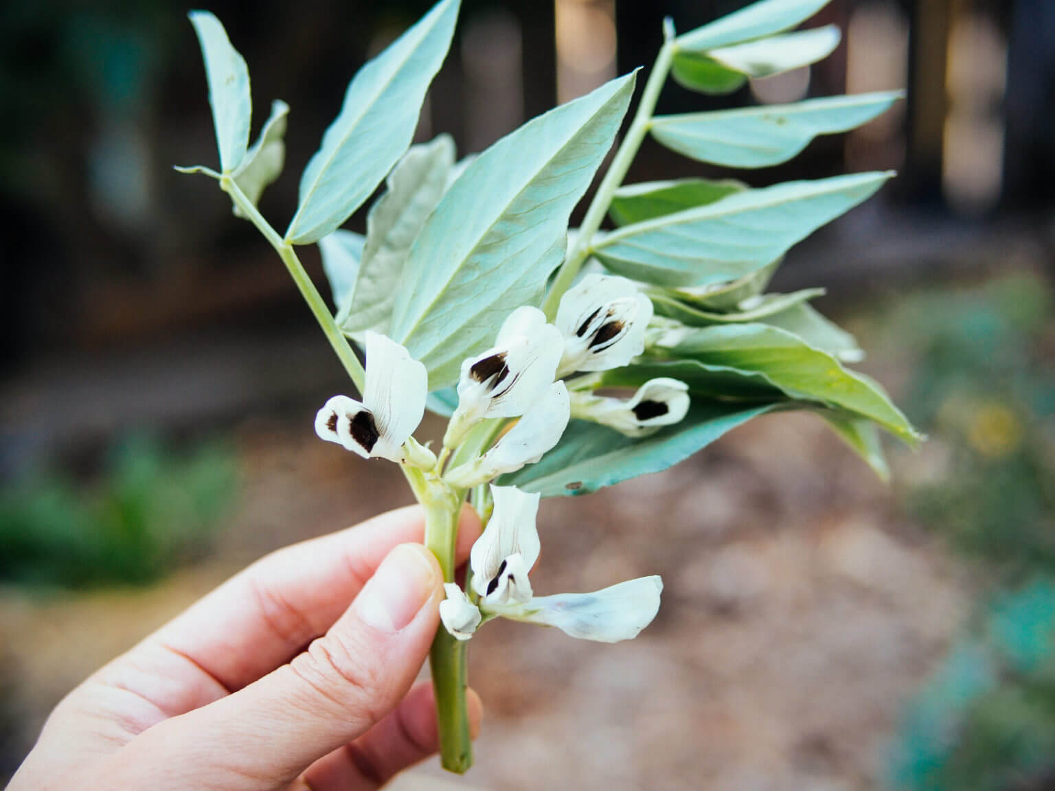 How to Harvest Fava Bean Leaves and Flowers (They’re Edible!) – Garden ...