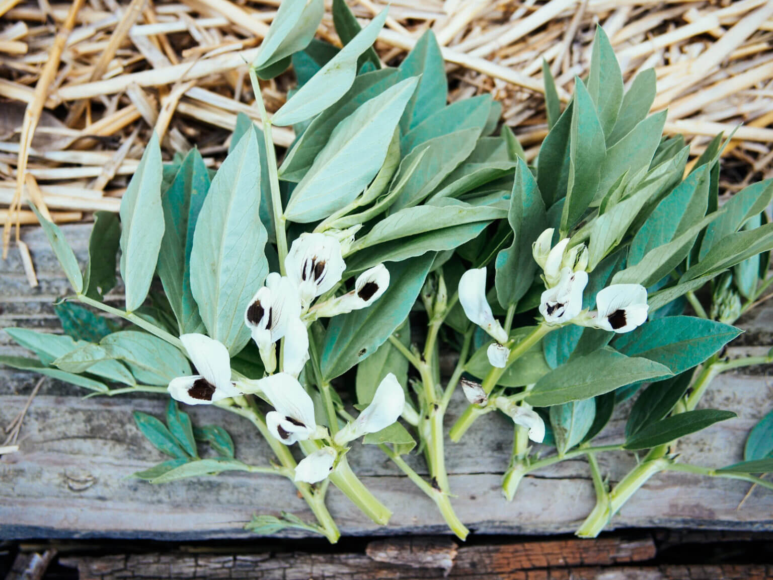How to Harvest Fava Bean Leaves and Flowers (They’re Edible!) – Garden ...