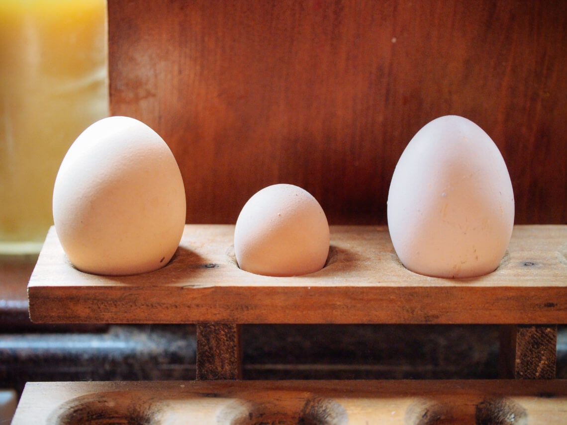 The Mystery of the Teeny Tiny Fart Egg - Garden Betty