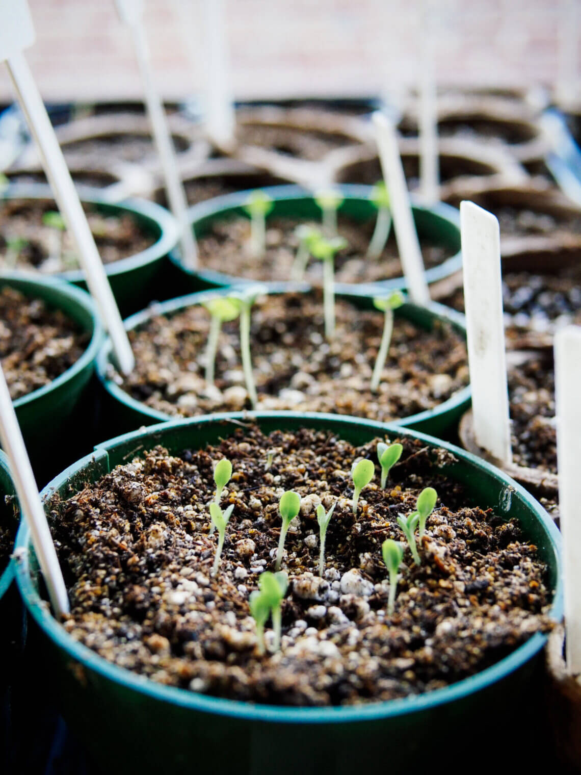 Know When to Grow: A Planting Calendar for Your Garden