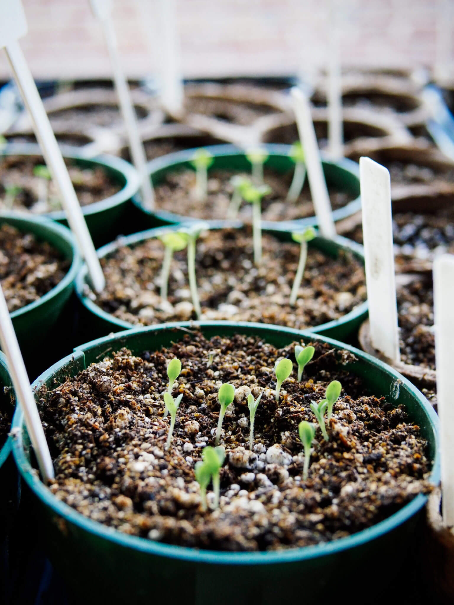 Find First and Last Frost Dates Accurately with This Custom Planting ...