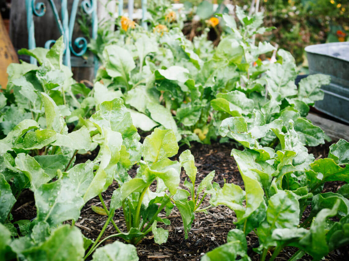 56 Best Vegetables and Herbs That Grow in Shade - Garden Betty