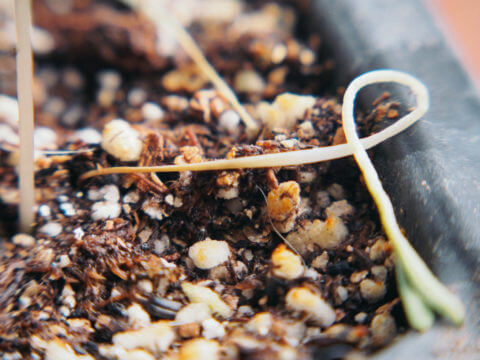 Damping Off: Why Your Seedlings Are Falling Over and Dying