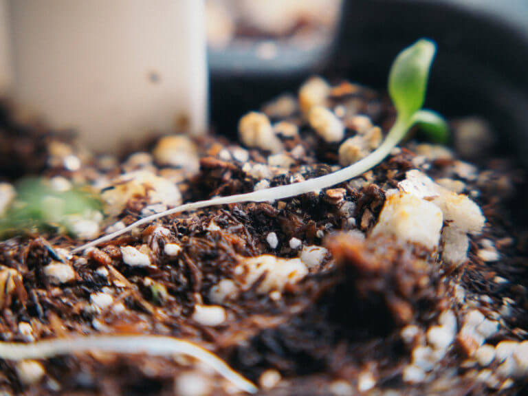 Damping Off: Why Your Seedlings Are Falling Over and Dying
