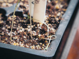 Damping Off: Why Your Seedlings Are Falling Over and Dying