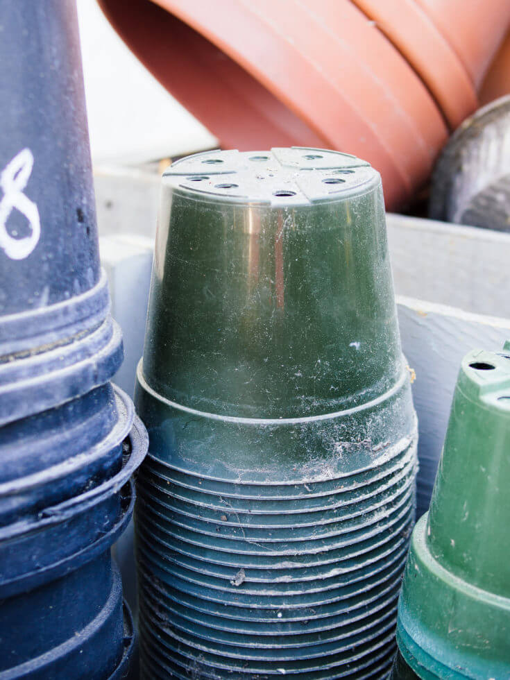 Damping Off: Why Your Seedlings Are Falling Over and Dying