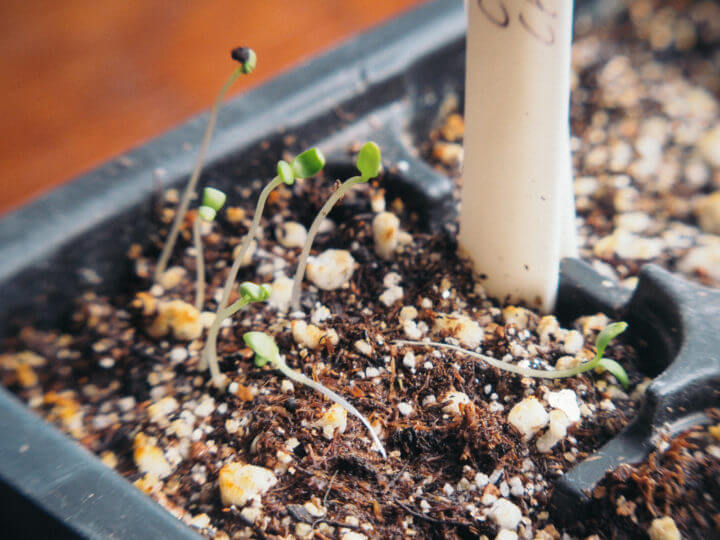 Damping Off: Why Your Seedlings Are Falling Over and Dying