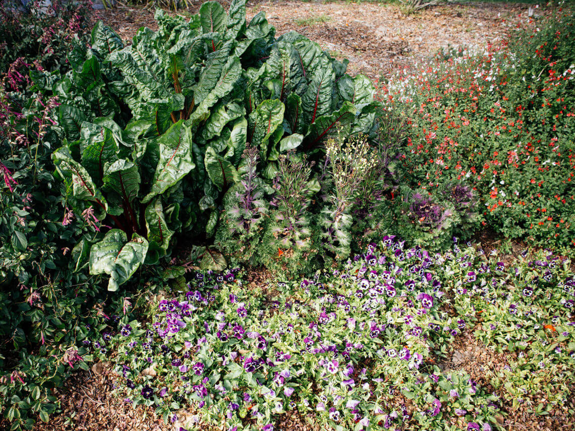 Best Edible Ground Covers for Vegetable Gardens – Garden Betty