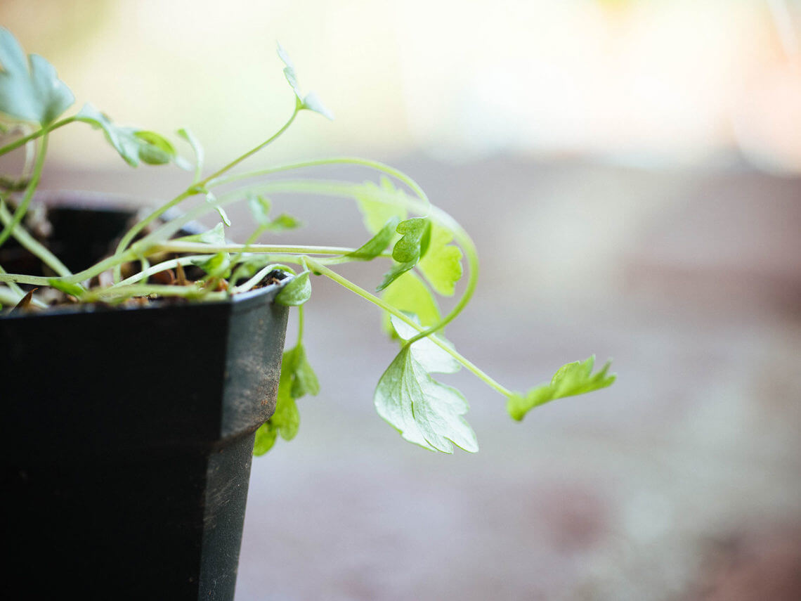 7 Simple Fixes for Leggy Seedlings: How to Help Your Plants Grow ...