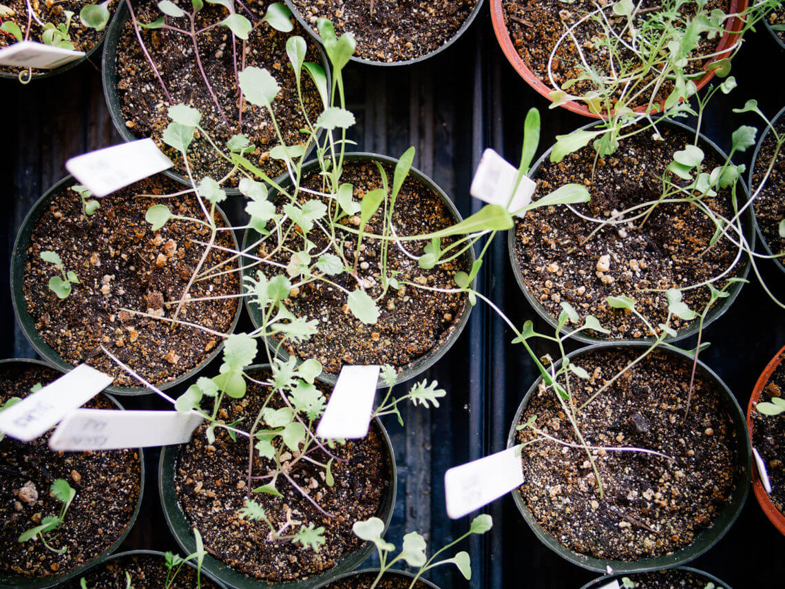 7 Simple Fixes for Leggy Seedlings: How to Help Your Plants Grow ...