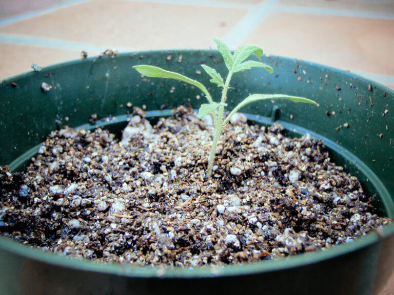 How to Repot Tomato Seedlings for Bigger and Better Plants