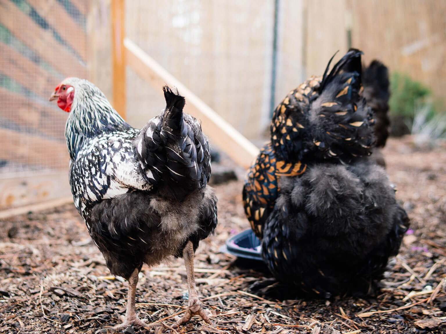 Homemade Soy-Free Corn-Free Chicken Feed With Whole Grains - Garden Betty