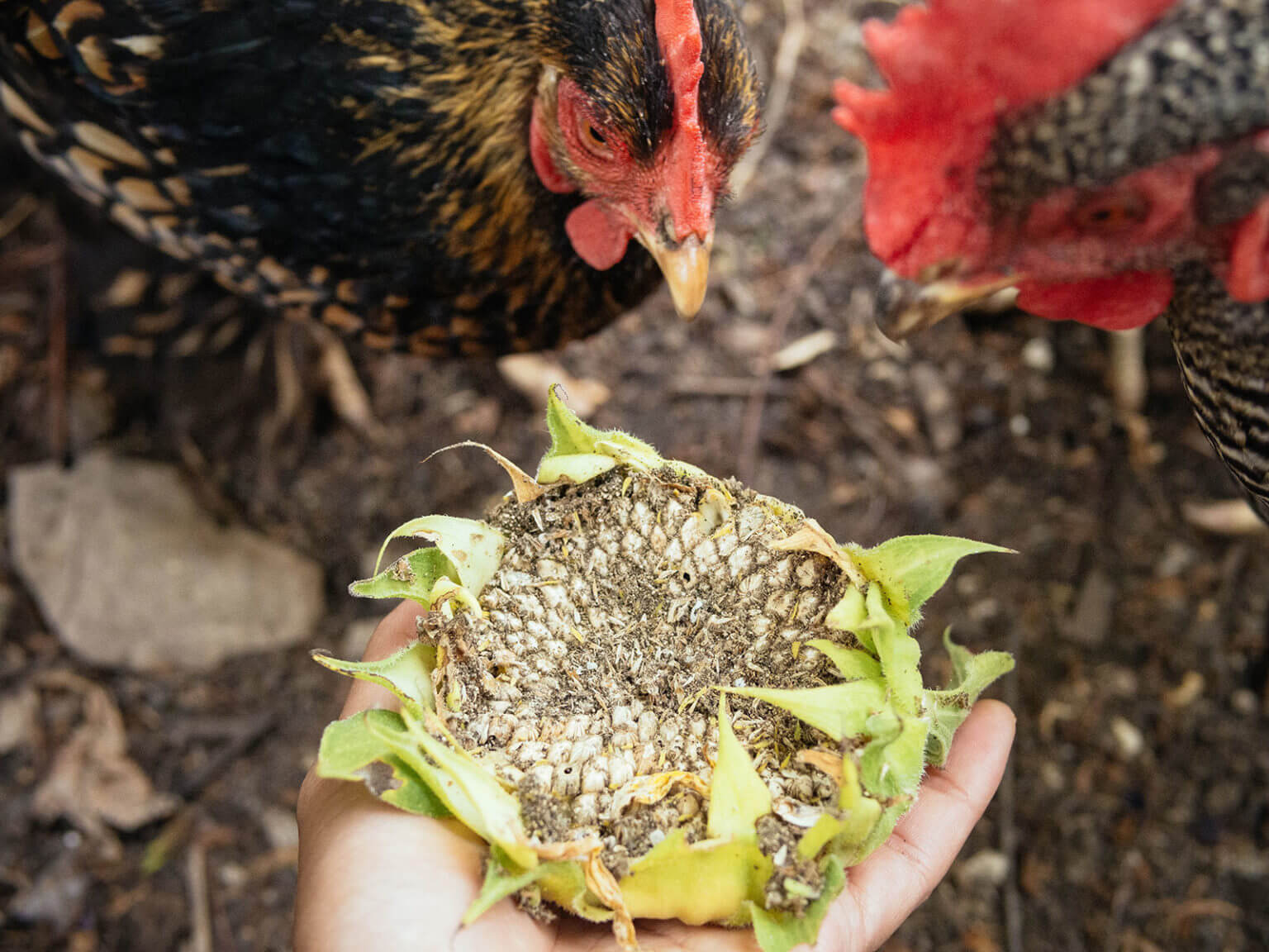 Garden Betty's Homemade Whole Grain Chicken Feed - Garden Betty