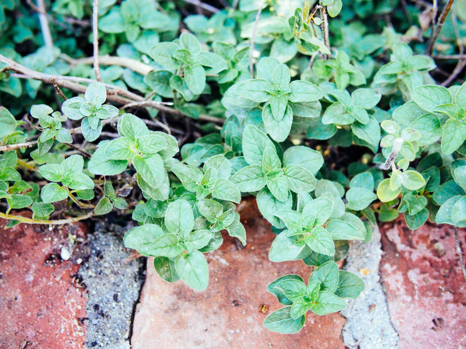 How to Dry Oregano (and Other Herbs) Fast—Use the Oven! - Garden Betty