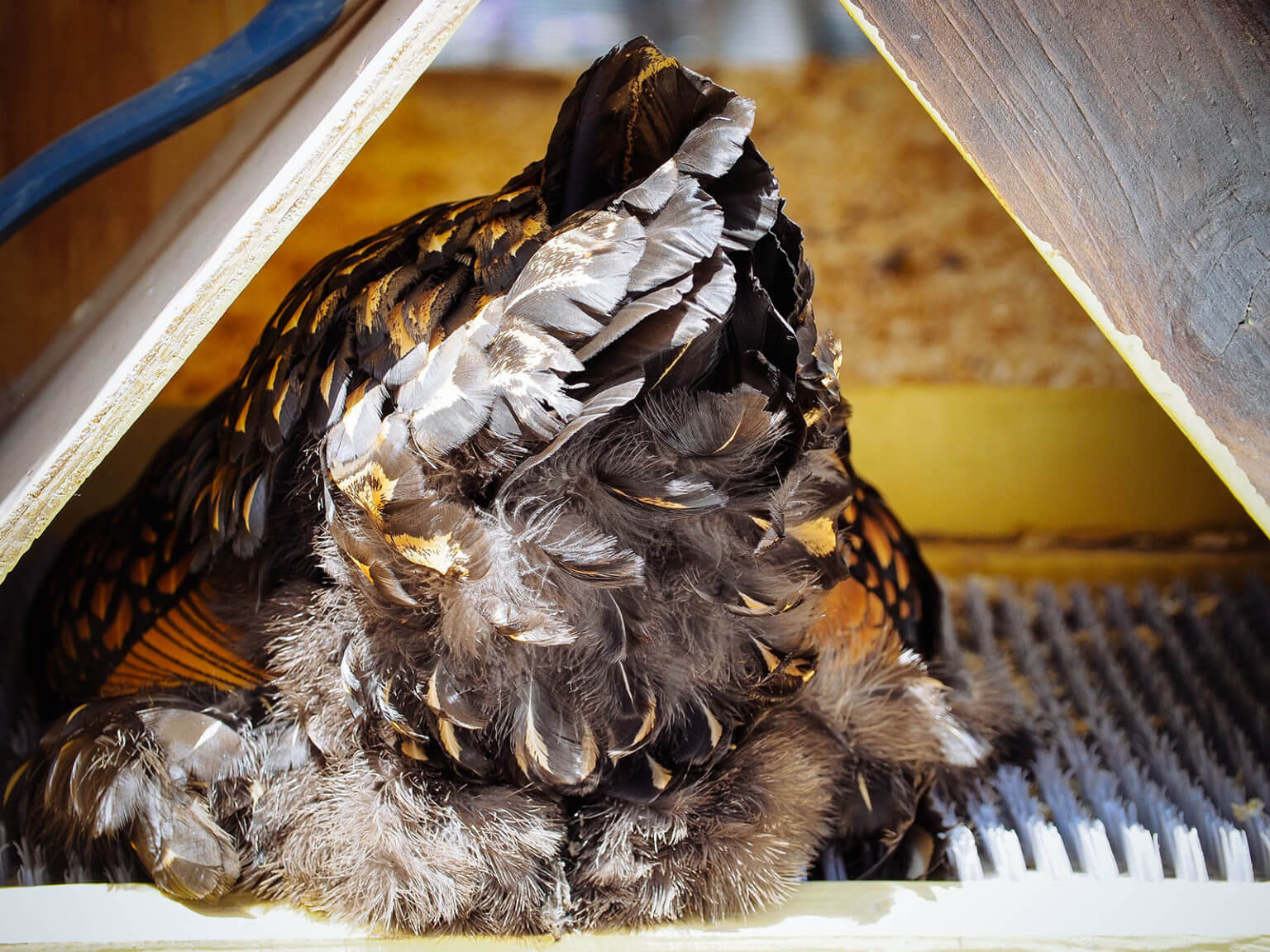 Why Chickens Go Broody—and What To Do About It – Garden Betty