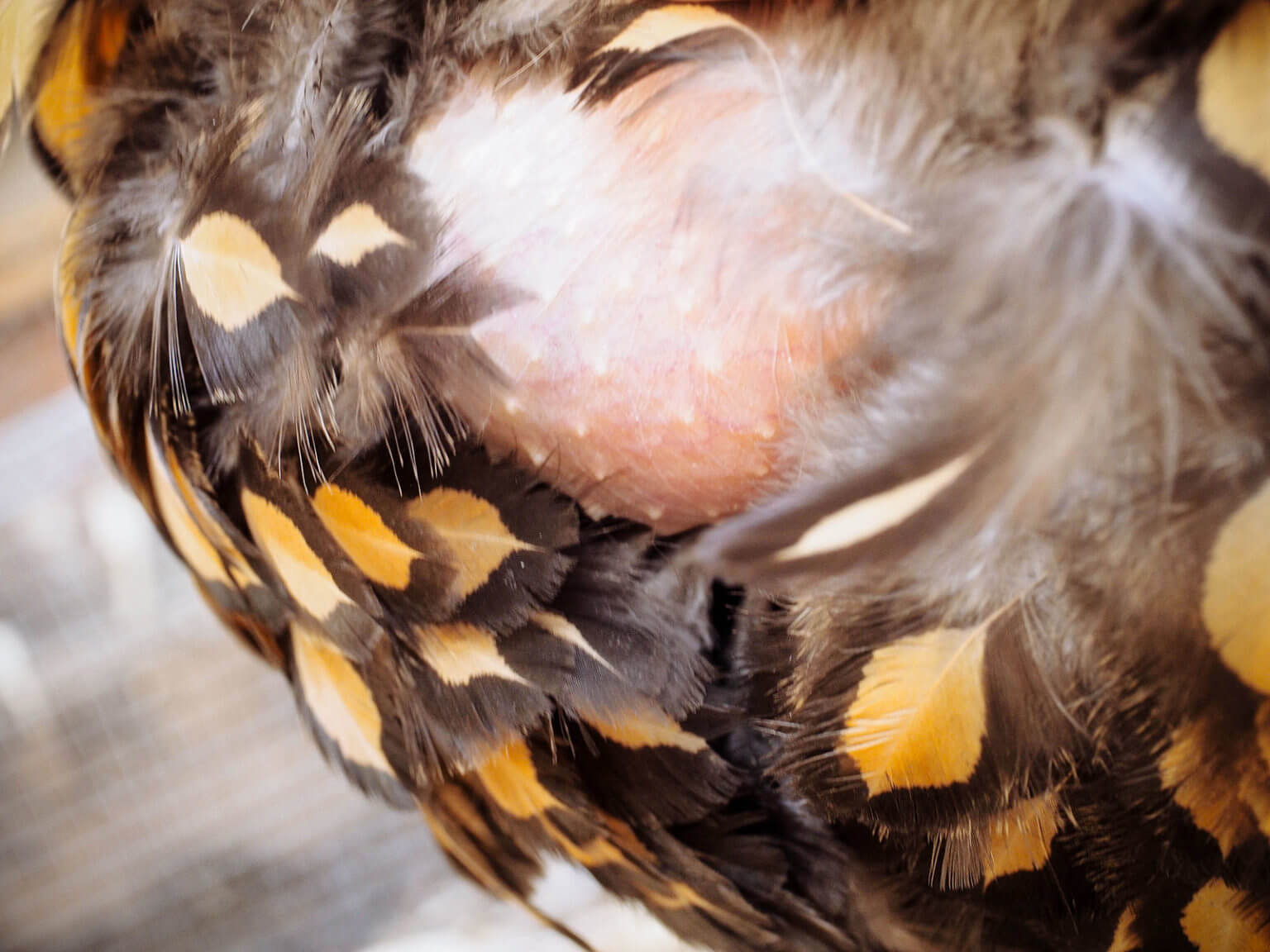 Why Chickens Go Broody—and What To Do About It - Garden Betty