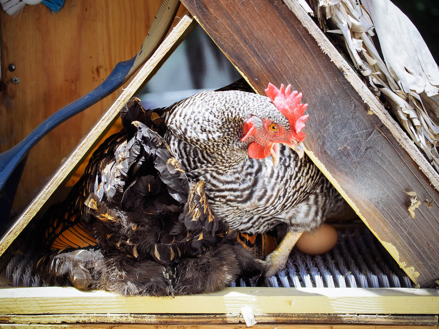 Why Chickens Go Broody—and What To Do About It – Garden Betty