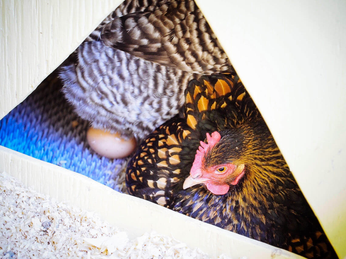 Why Chickens Go Broody—and What To Do About It - Garden Betty
