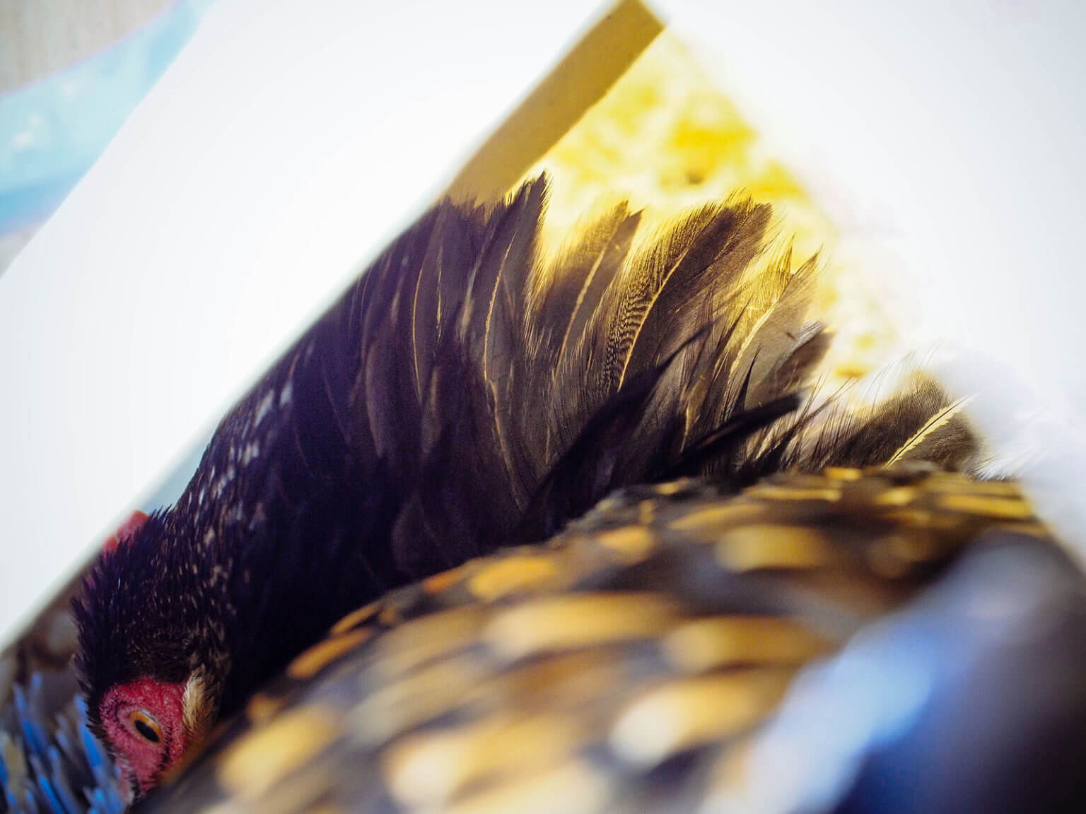 How to Stop a Broody Hen: 5 Humane Ways That Work - Garden Betty