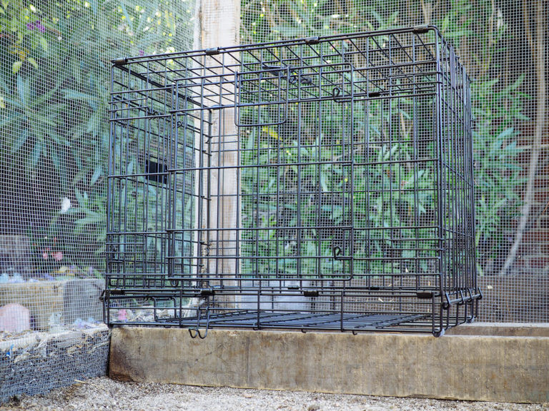 How to Stop a Broody Hen: 5 Humane Ways That Work - Garden Betty