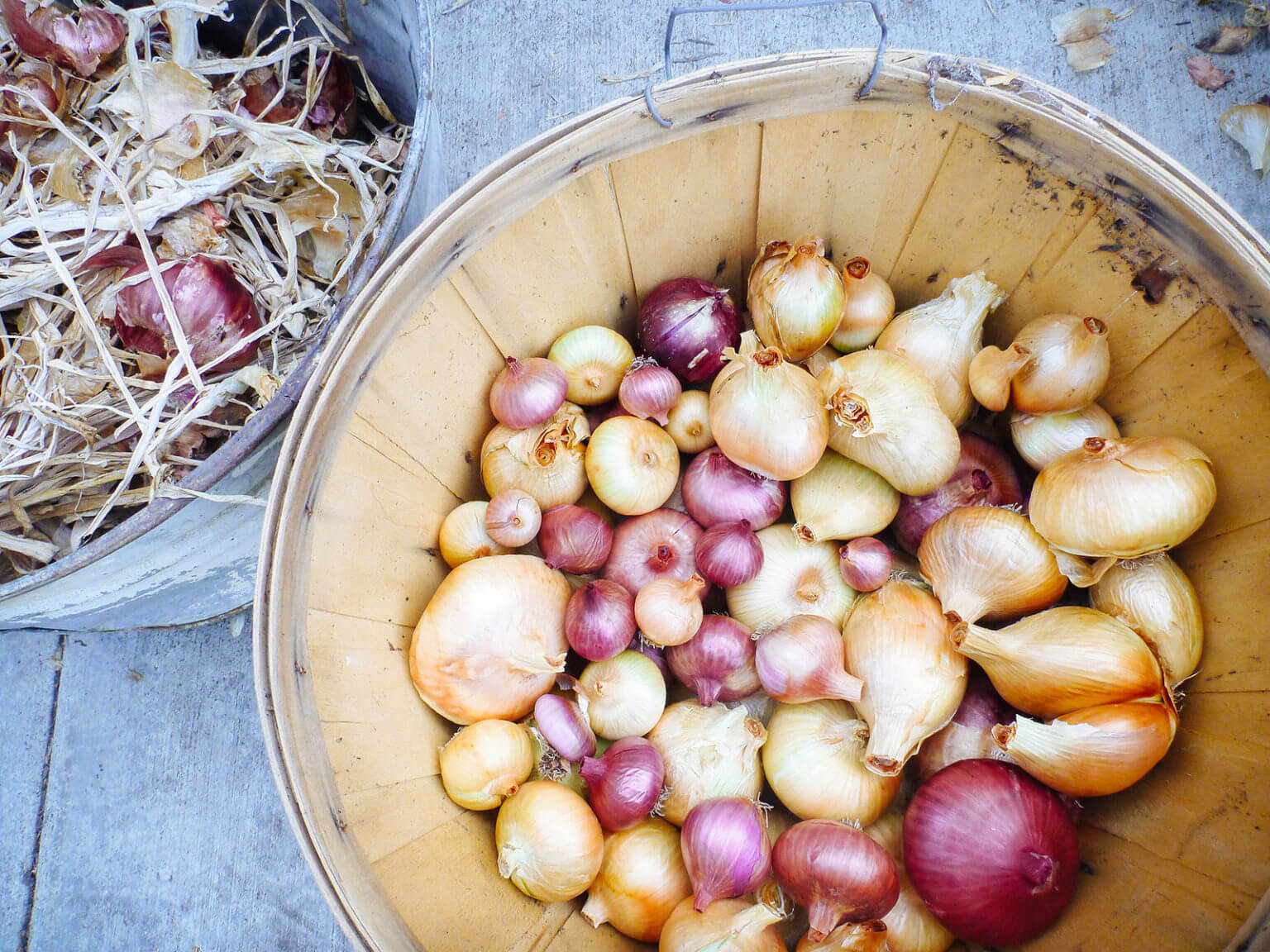 Onions Can Store Up to a Year If You Cure Them—Here’s How – Garden Betty