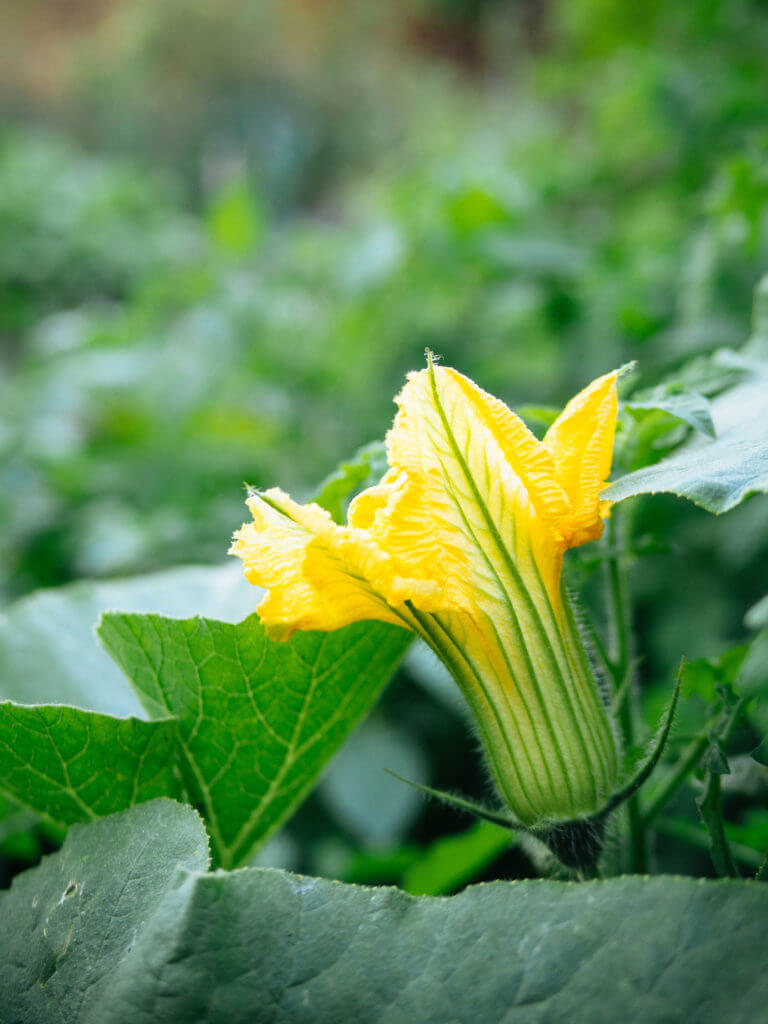 How to Pollinate Squash by Hand (And Why Your Plants Have Lots of ...