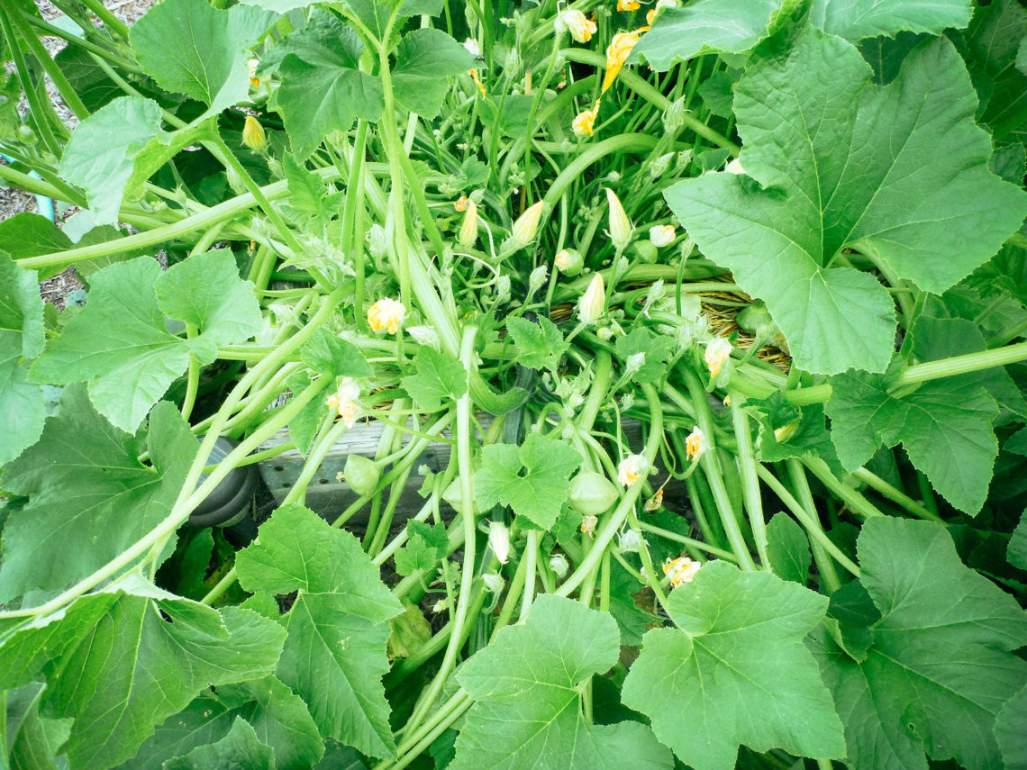 How to Pollinate Squash by Hand (And Why Your Plants Have Lots of ...