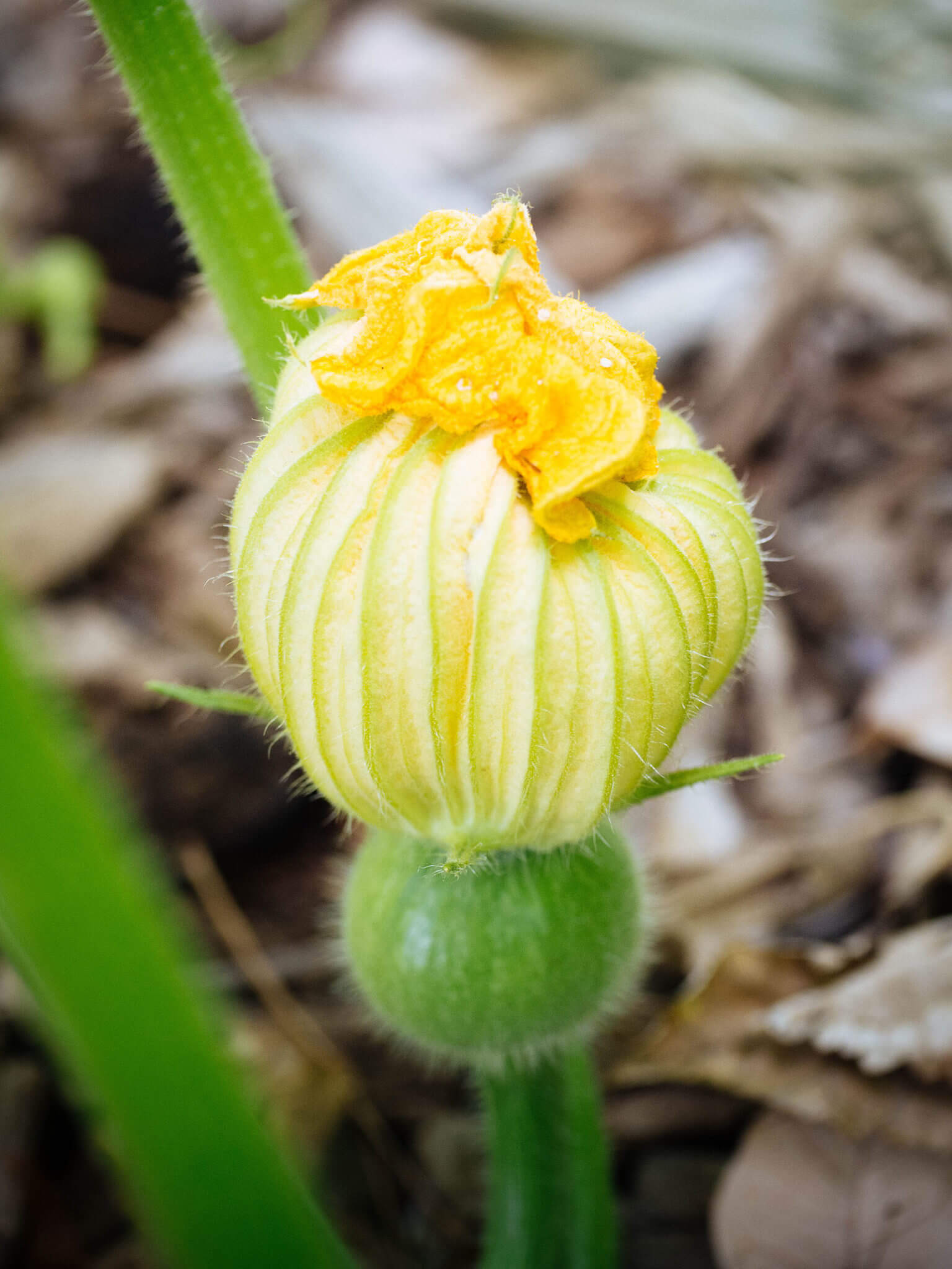 How to Pollinate Squash by Hand (And Why Your Plants Have Lots of ...