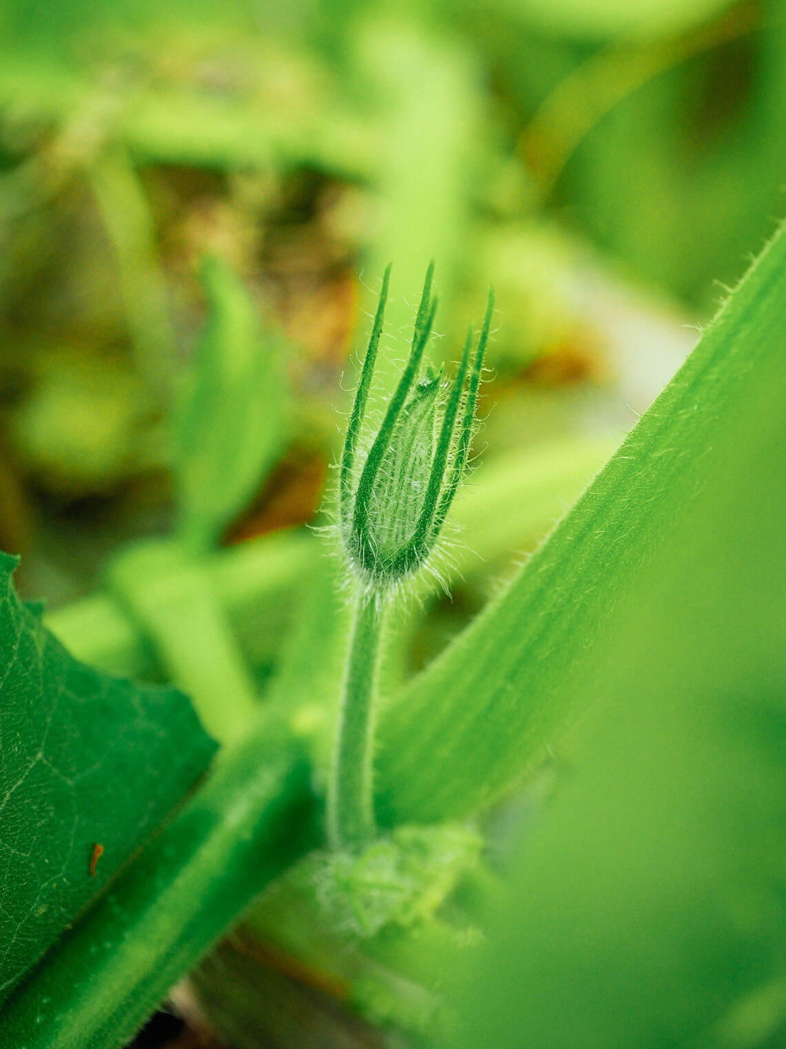 How to Pollinate Squash by Hand (And Why Your Plants Have Lots of ...