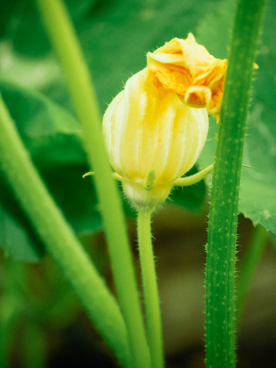 How to Pollinate Squash by Hand (And Why Your Plants Have Lots of ...