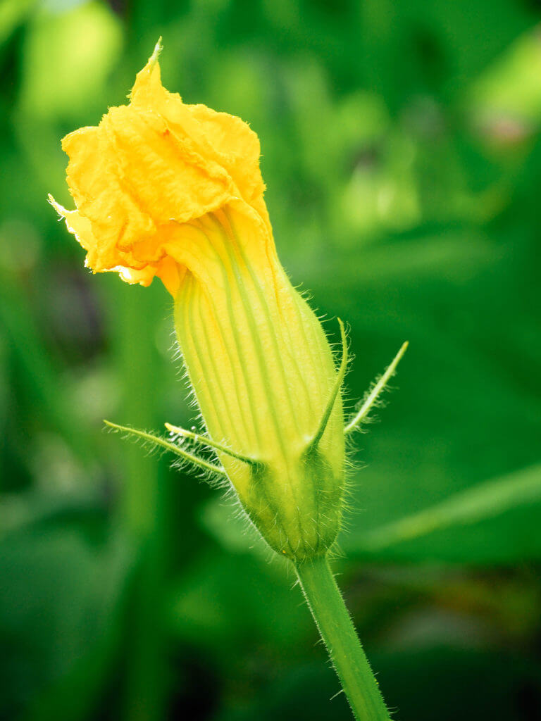 How to Pollinate Squash by Hand (And Why Your Plants Have Lots of ...