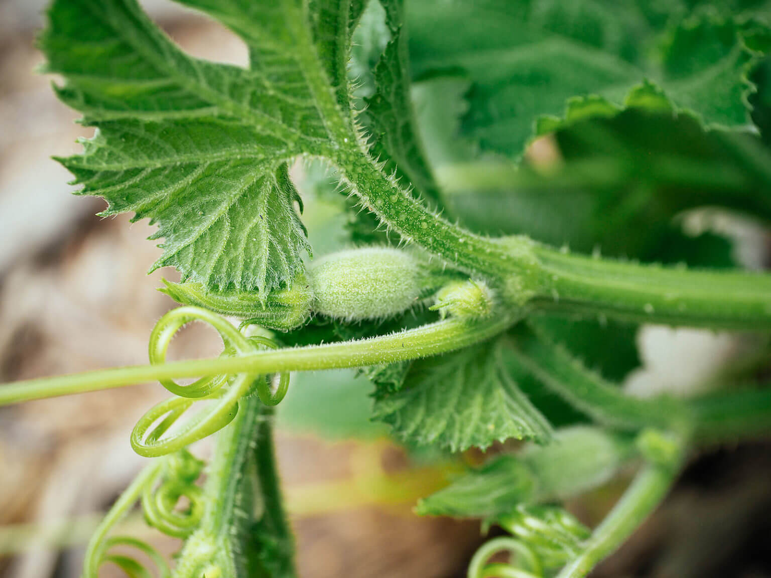 How to Pollinate Squash by Hand (And Why Your Plants Have Lots of ...