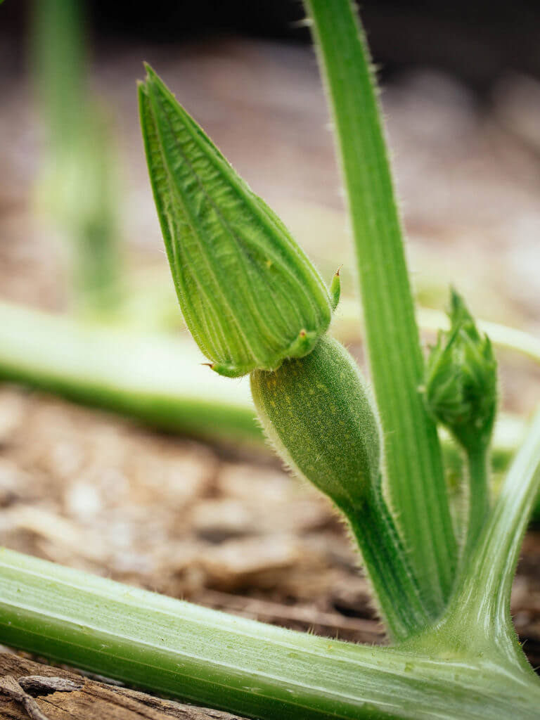 How to Pollinate Squash by Hand (And Why Your Plants Have Lots of ...