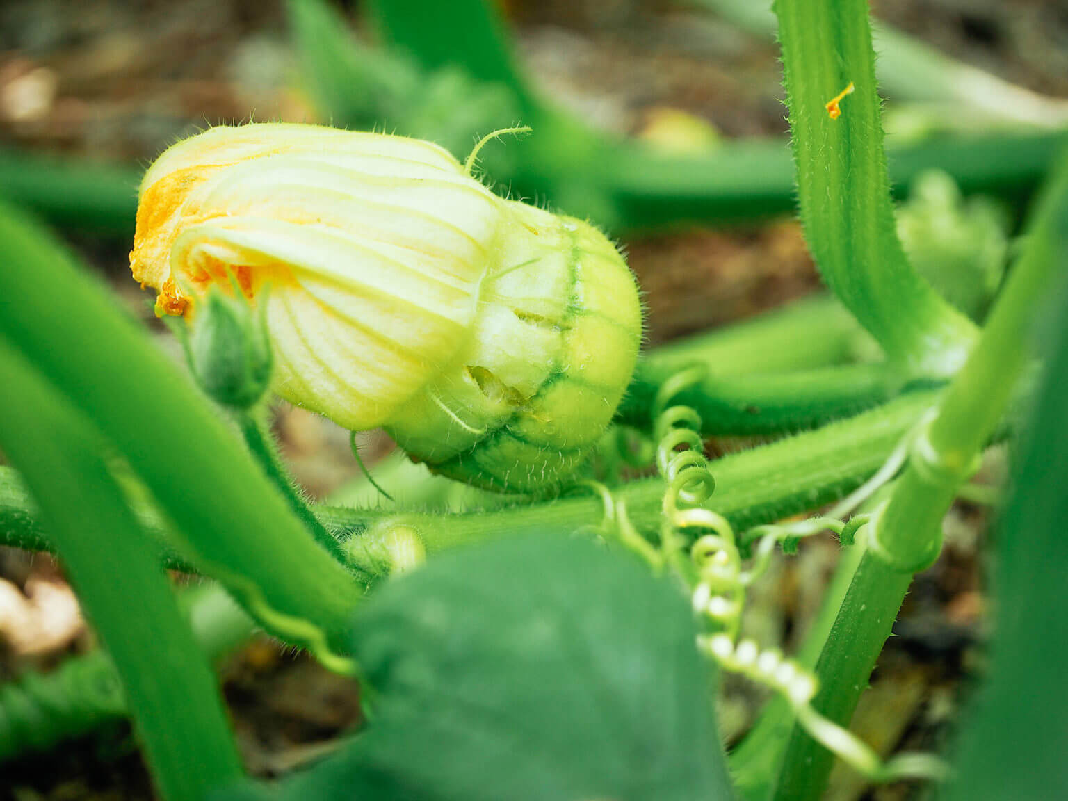 How to Pollinate Squash by Hand (And Why Your Plants Have Lots of ...