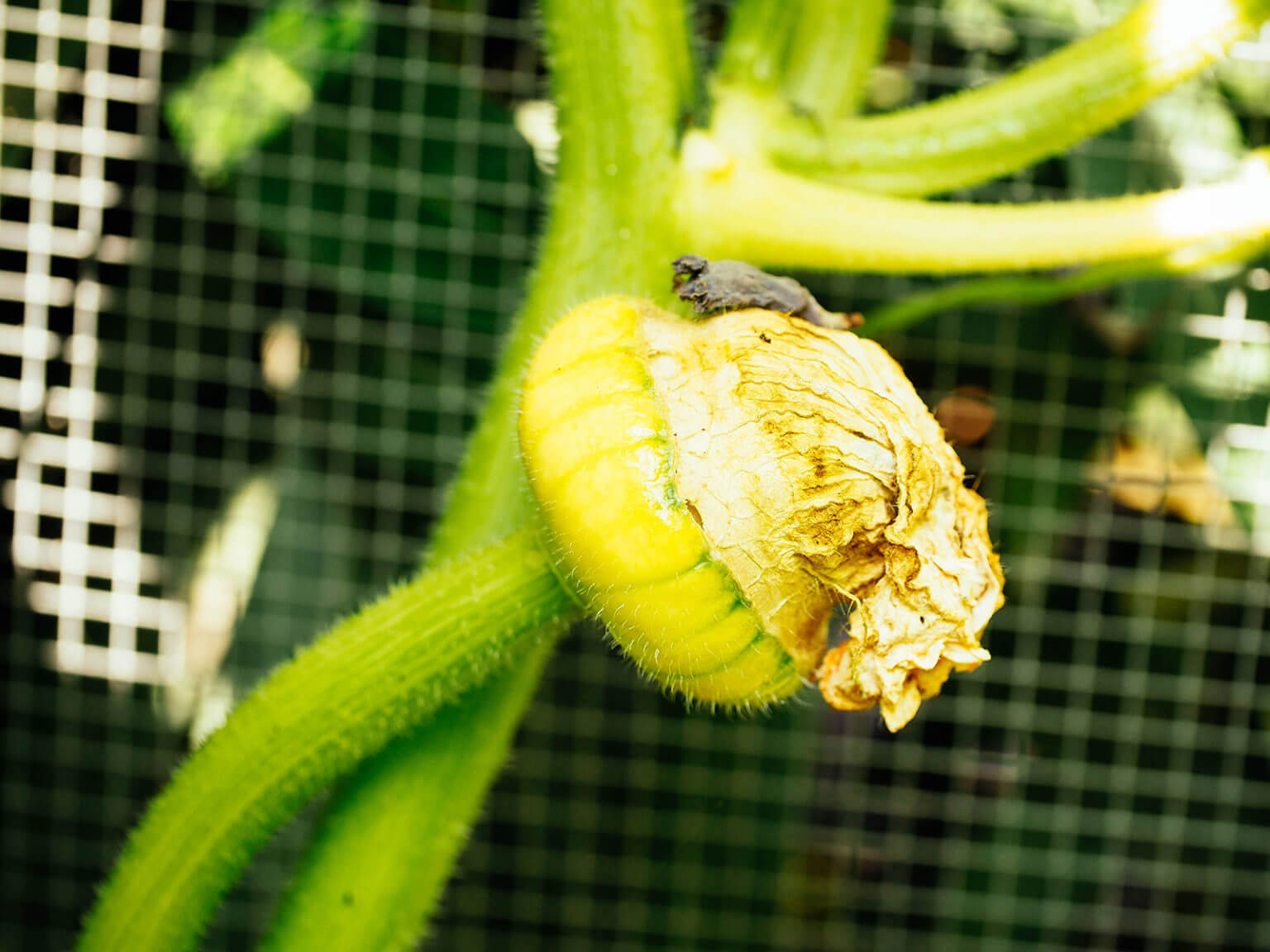 How to Pollinate Squash by Hand (And Why Your Plants Have Lots of ...