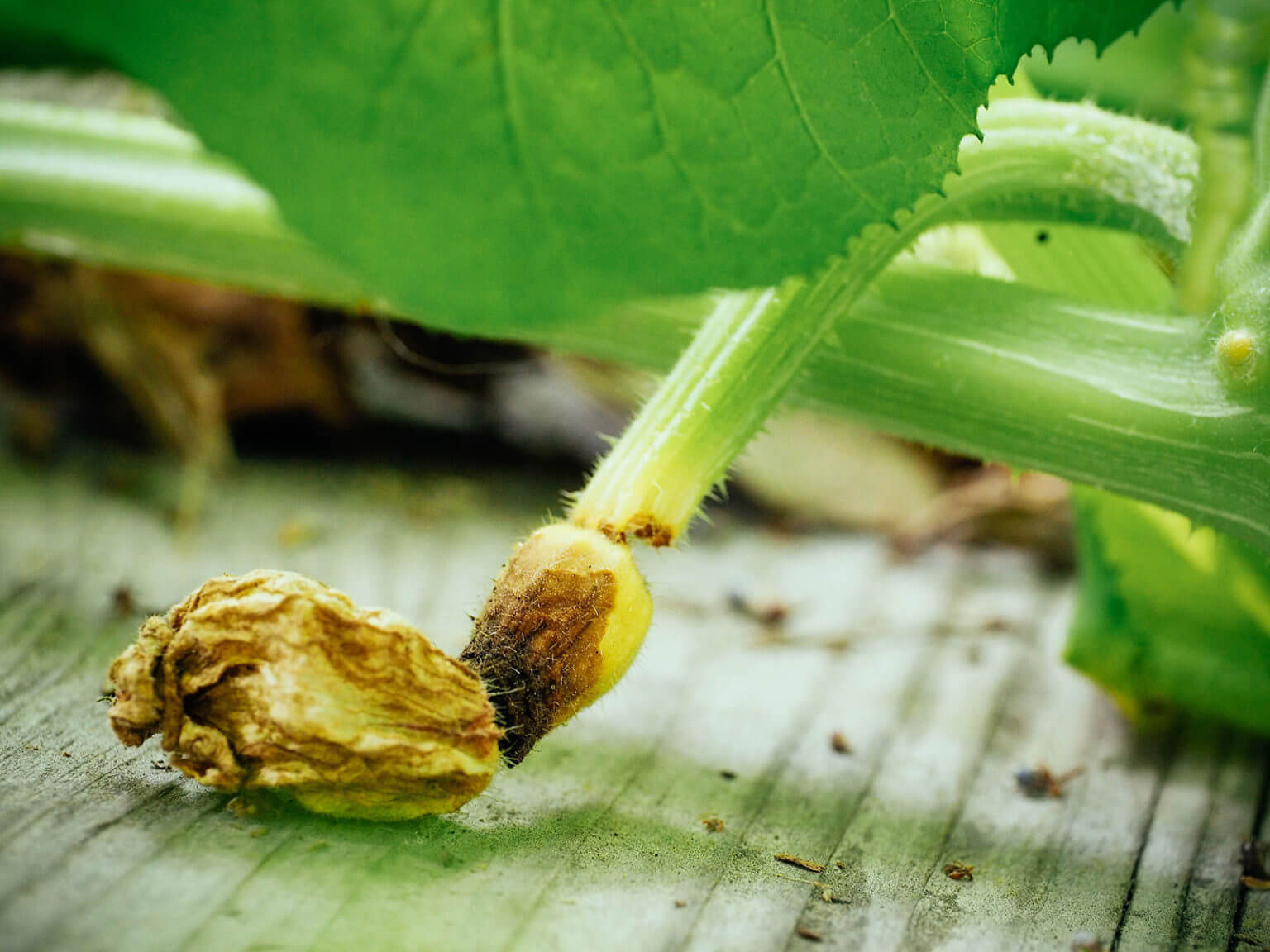 How to Pollinate Squash by Hand (And Why Your Plants Have Lots of ...