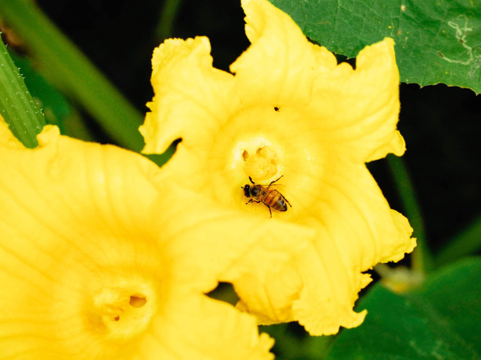 How to Pollinate Squash by Hand (and Why Your Plants Have Lots of ...