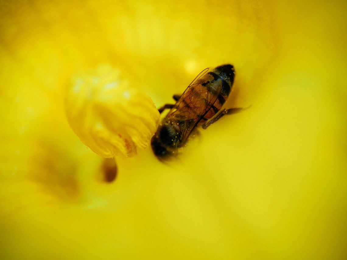 How to Pollinate Squash by Hand (and Why Your Plants Have Lots of ...