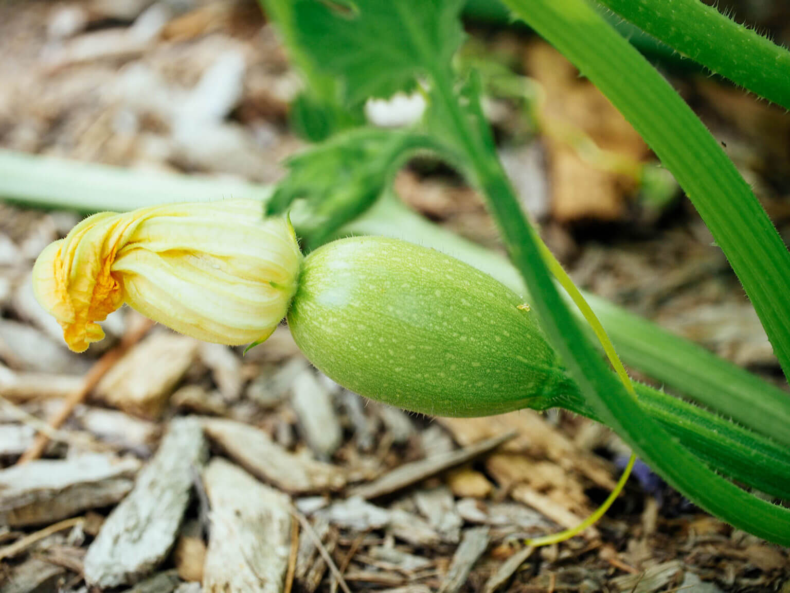 How to Pollinate Squash by Hand (and Why Your Plants Have Lots of ...