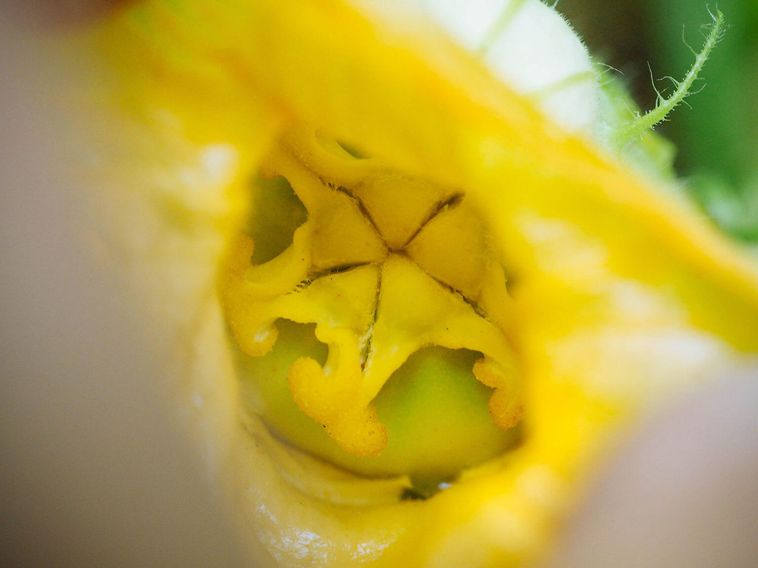 How to Pollinate Squash by Hand (And Why Your Plants Have Lots of ...