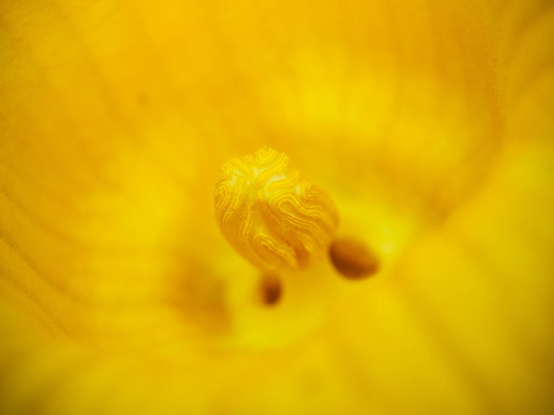 How to Pollinate Squash by Hand (And Why Your Plants Have Lots of ...